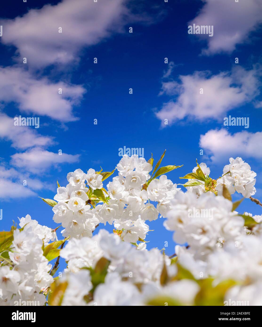 Blooming sakura flowers on blue sky background in the Keukenhof park ...