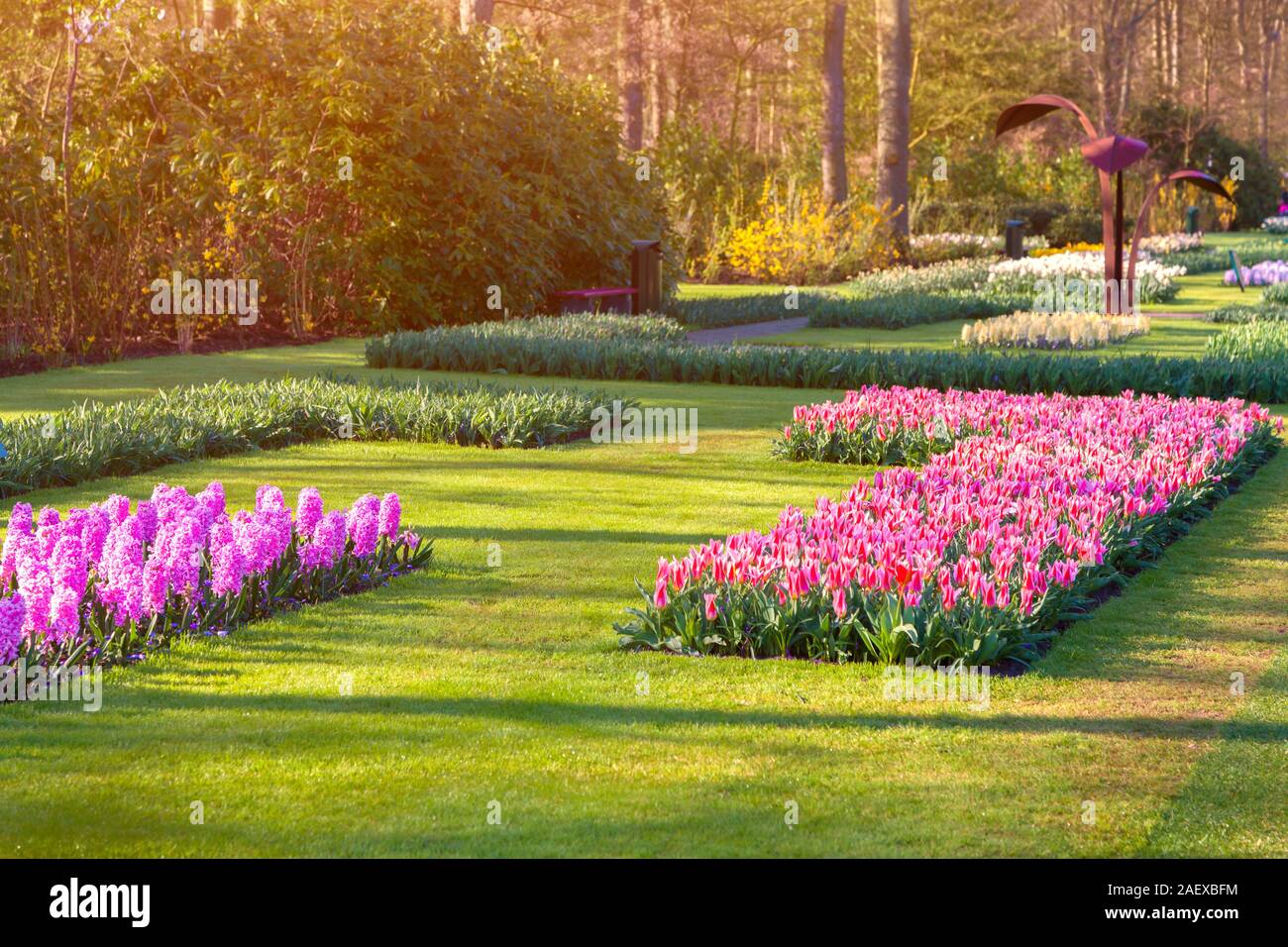 Marvellous flowers in the Keukenhof park. Beautiful outdoor scenery in ...