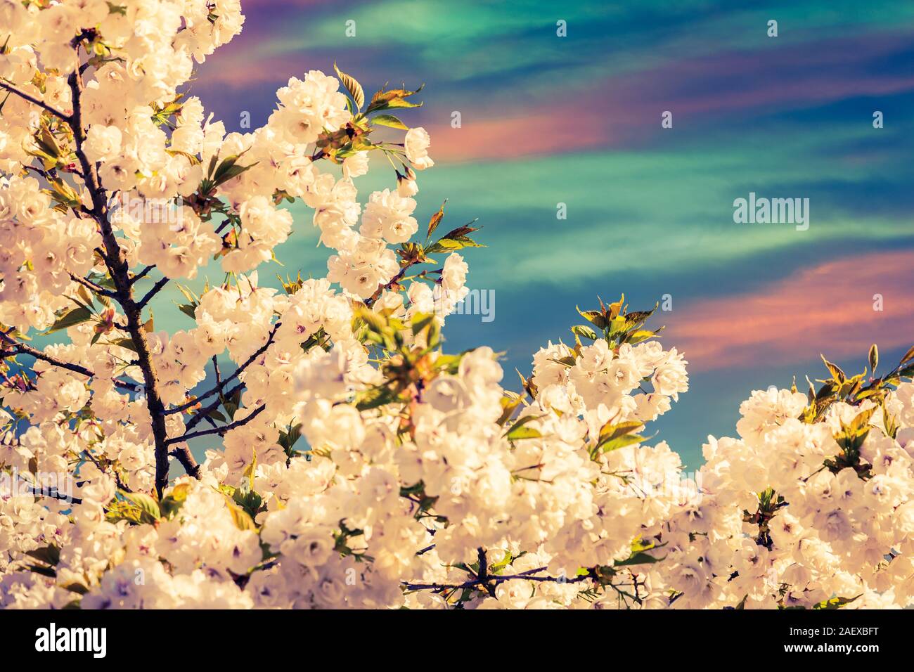 The branch of cherry blossoms against the sunset sky in the Keukenhof ...