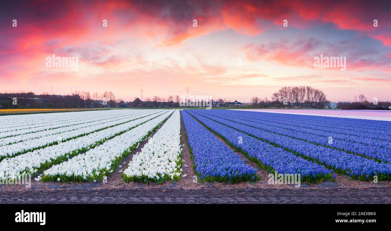 Fields of blooming hyacinth flowers at dramatic sunset. Beautiful ...
