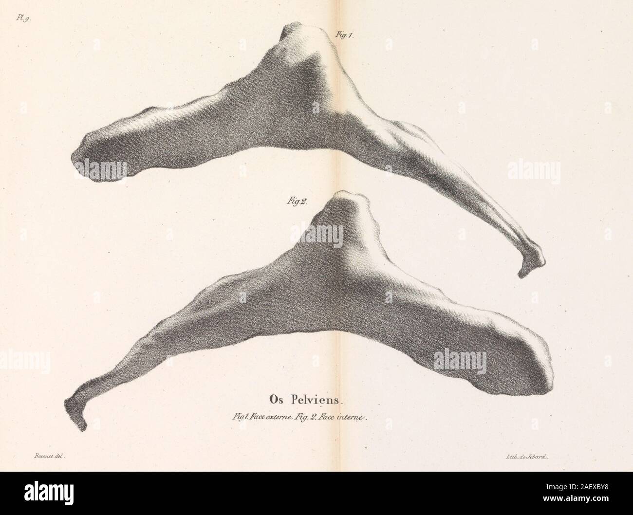 Whale skeleton illustration hi-res stock photography and images - Alamy