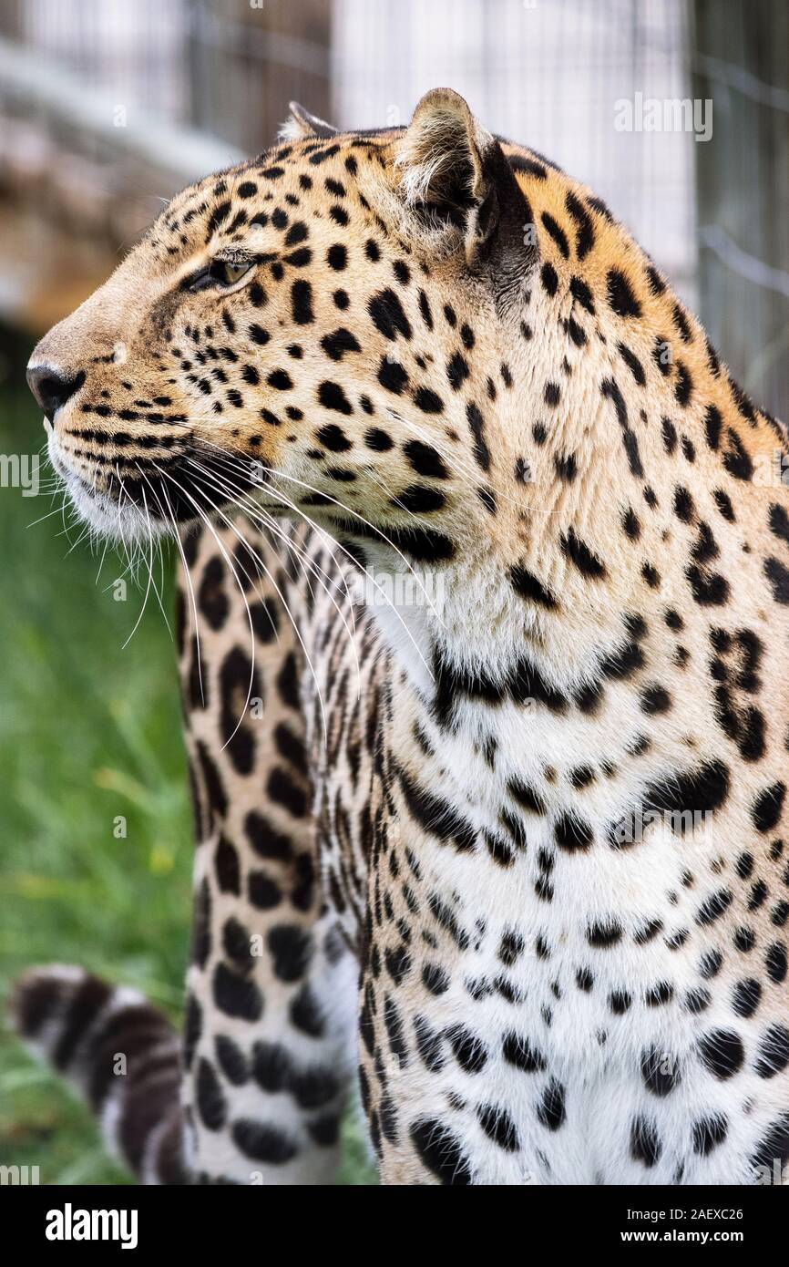 Leopard Profile