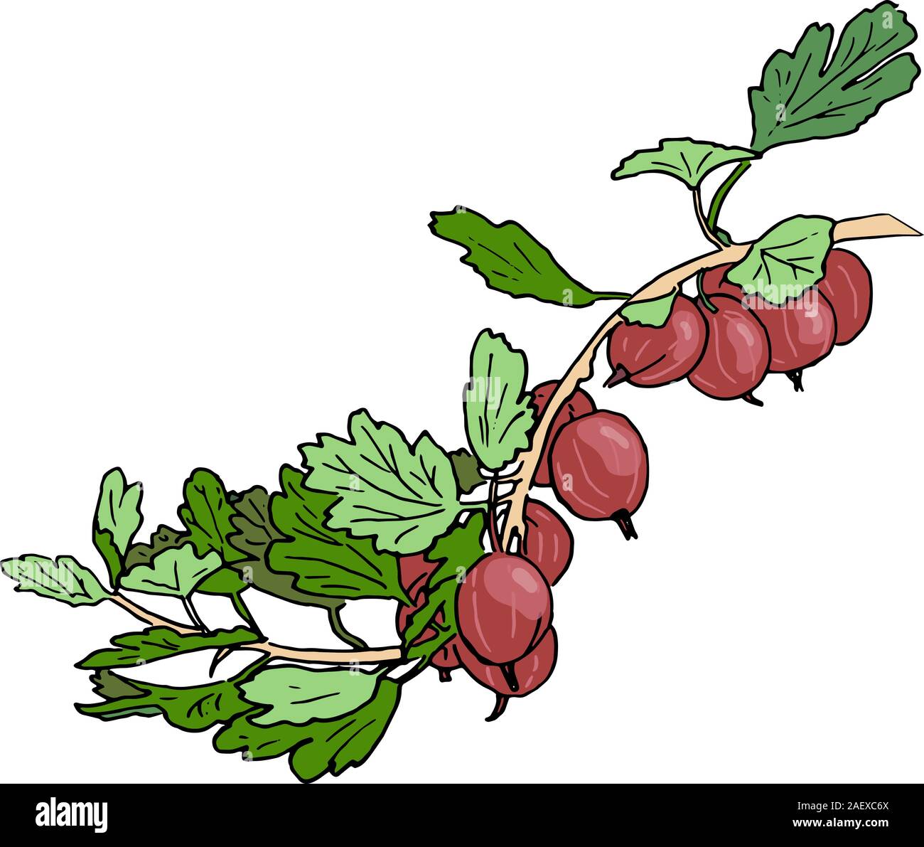 fresh ripe violet purple gooseberries and leaves on a branch. garden ...
