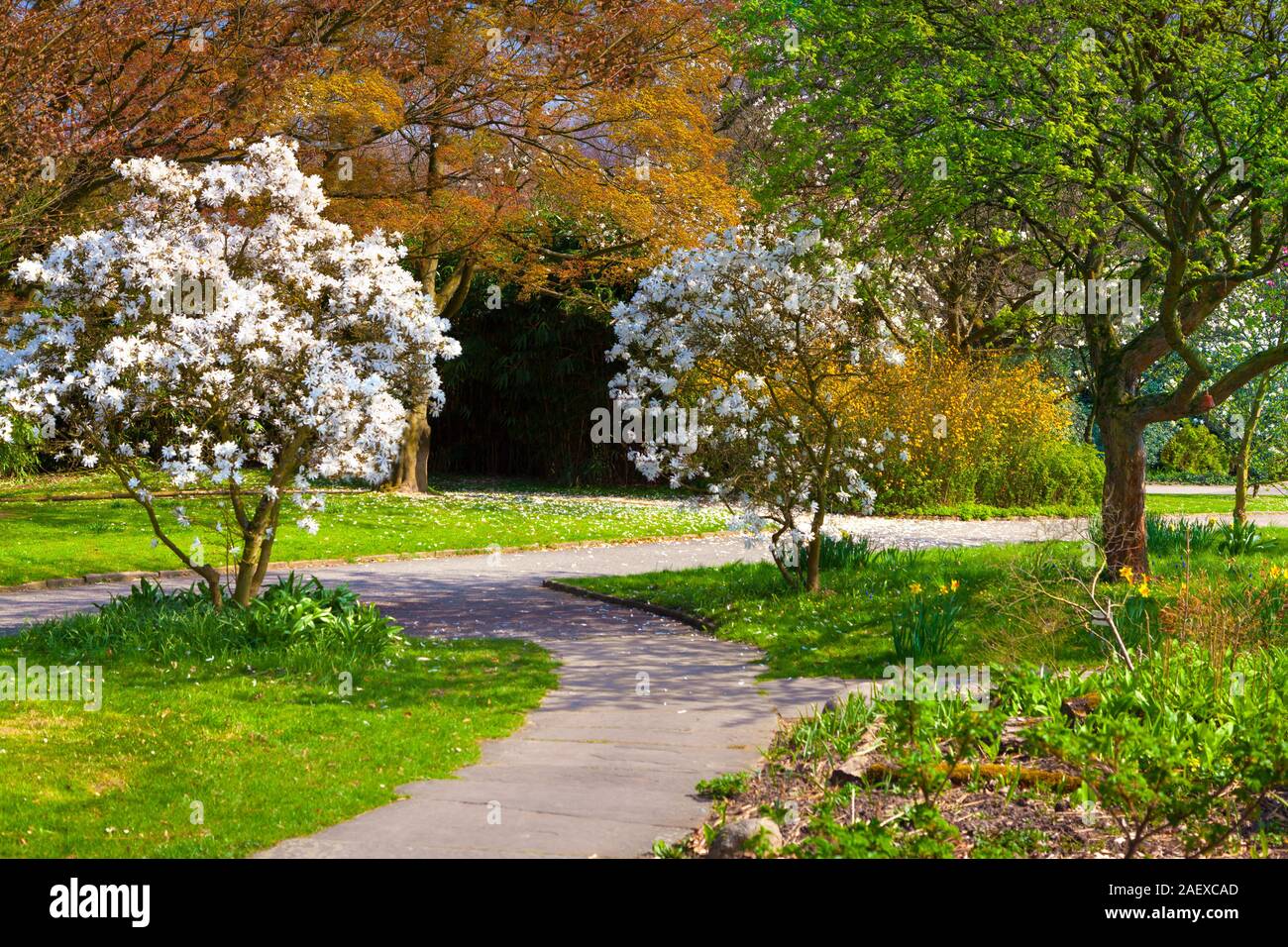 Sunny spring morning in the botanical garden of Essen town. Beautiful ...