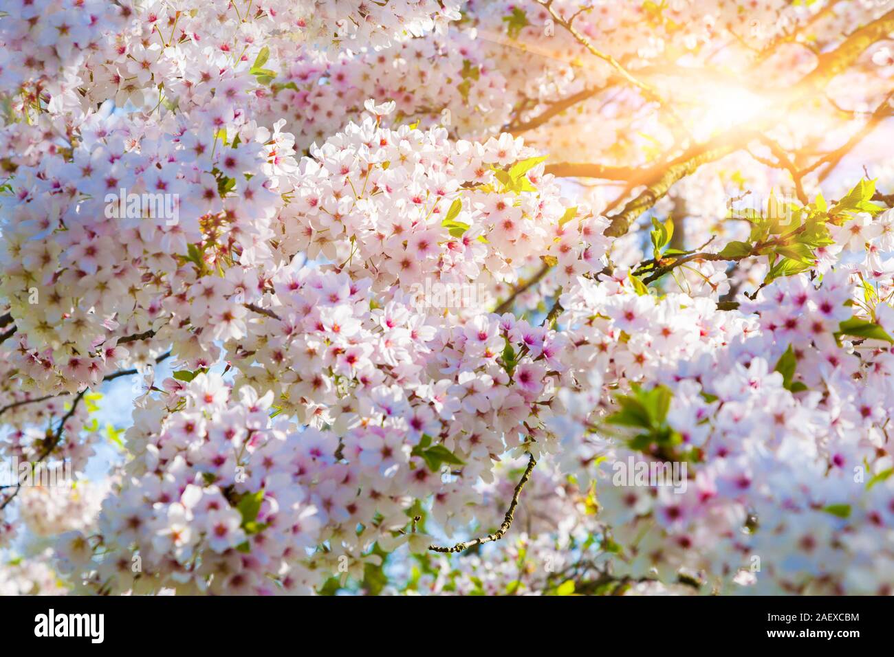 Blooming sakura flowers in the Keukenhof park, used as background ...