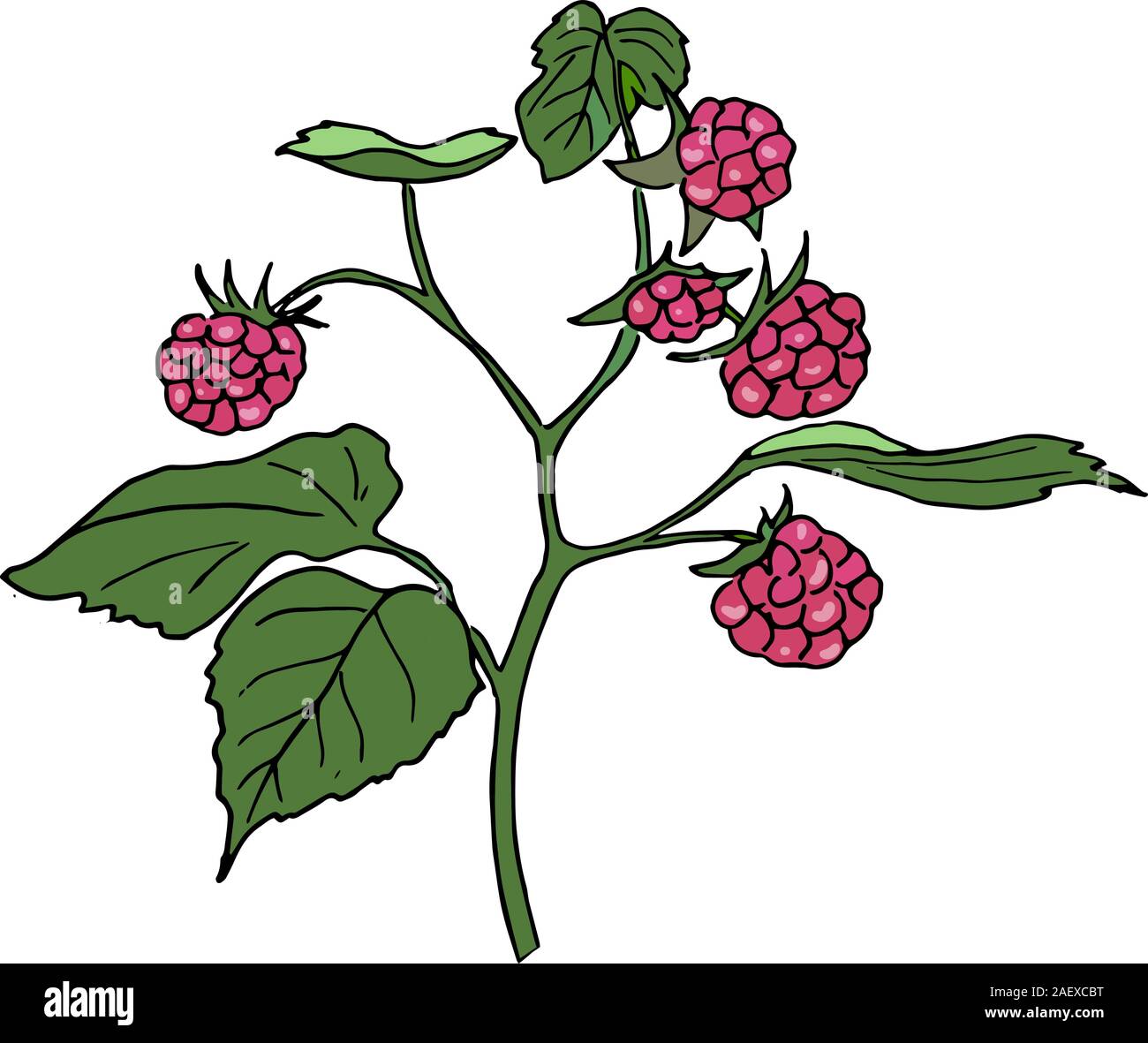 Ripe red raspberries on the branch with leaves. Hand drawn Sketch style ...