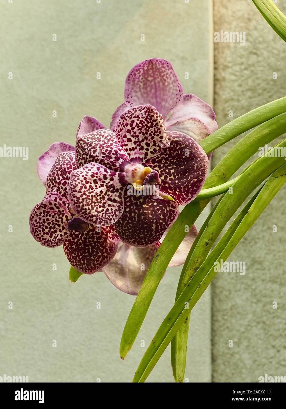 purple orchid phalaenopsis spotted flower Stock Photo - Alamy