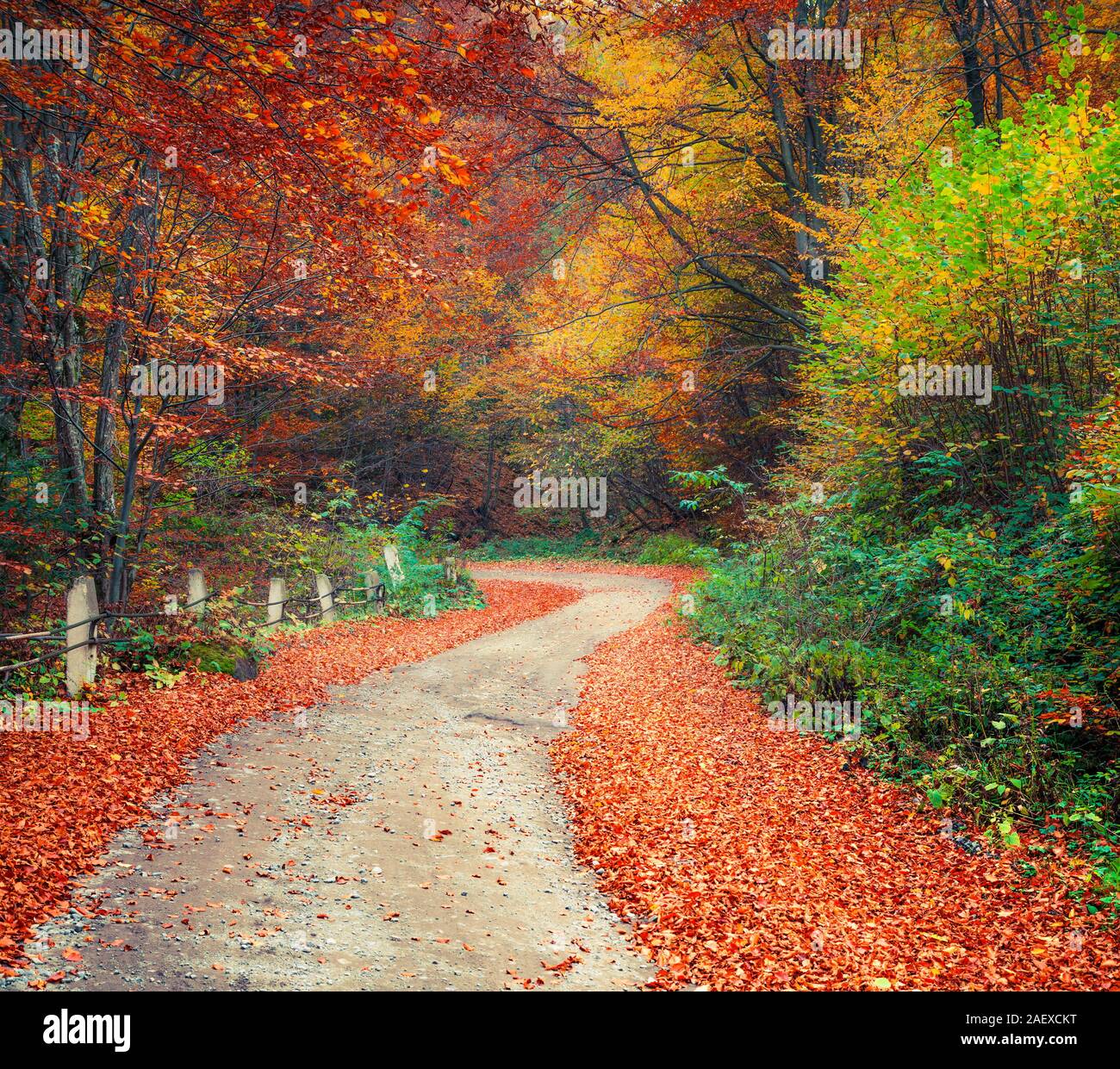 Mountain forest beautiful hi-res stock photography and images - Alamy