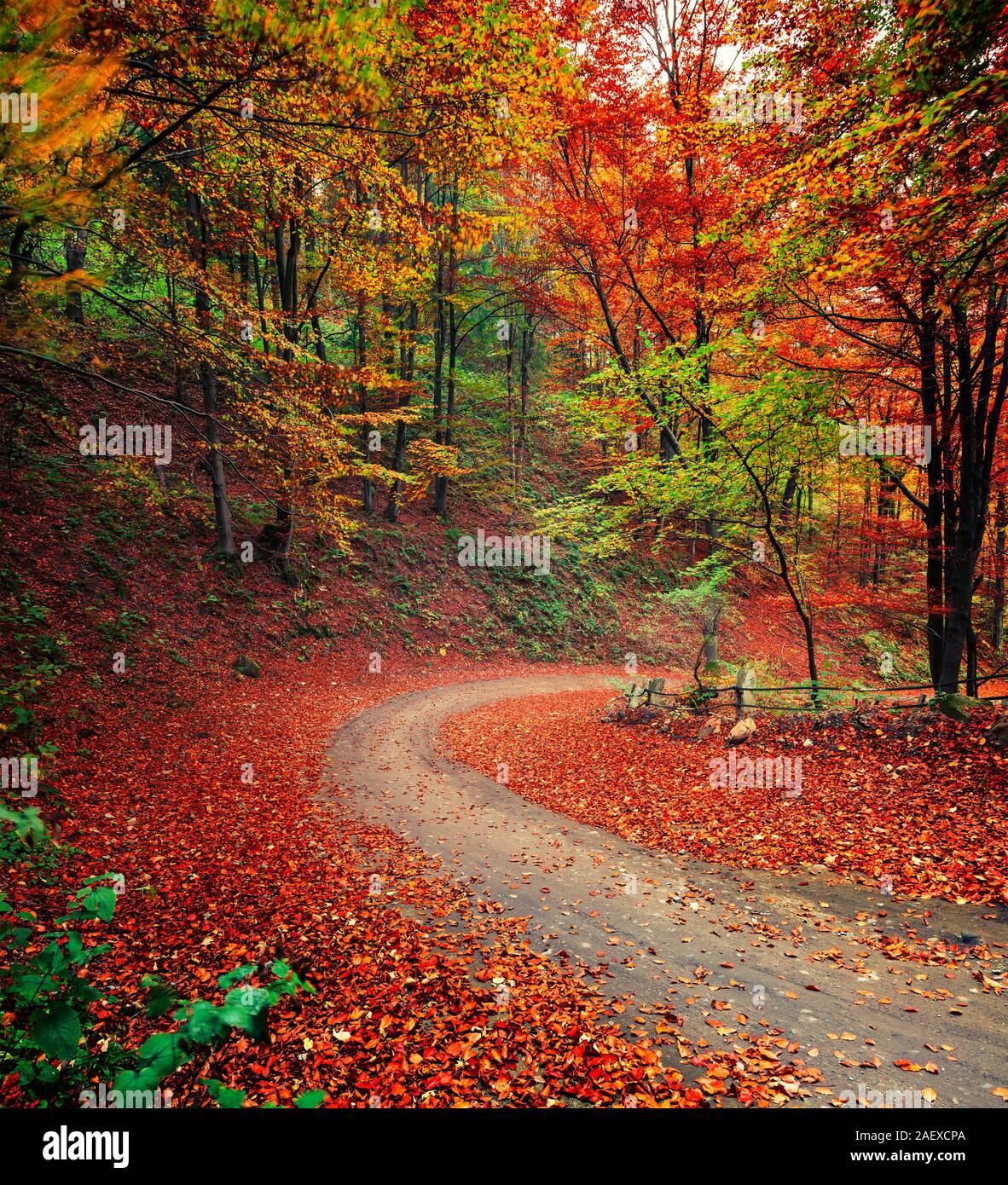 Colorful autumn scene in the mountain forest. Mystical dark view in ...