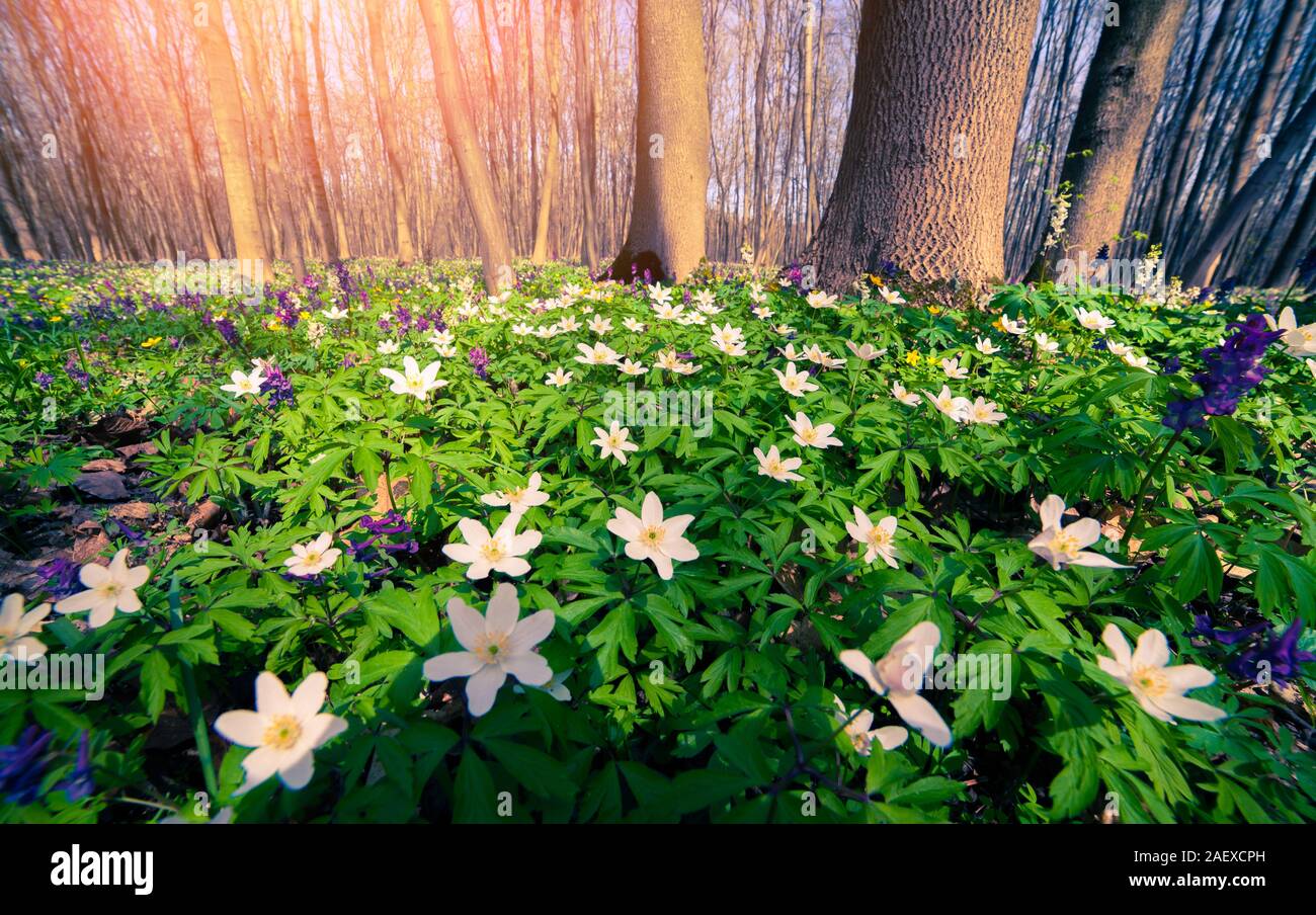 Blooming anemone flowers in the forest. Sunny spring scene in the ...