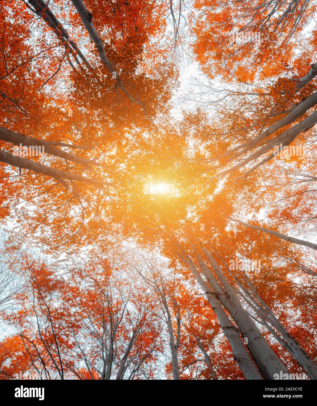 Upward view of colorful autumn trees in forest Stock Photo - Alamy