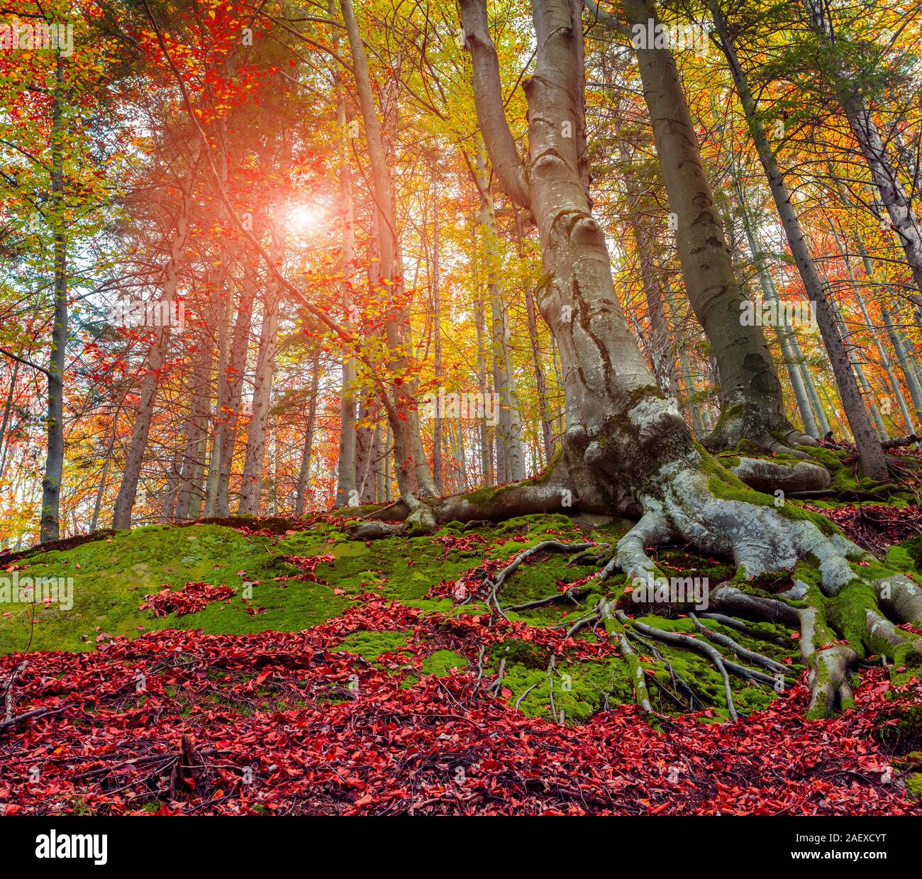 Upward view of colorful autumn trees in forest Stock Photo - Alamy