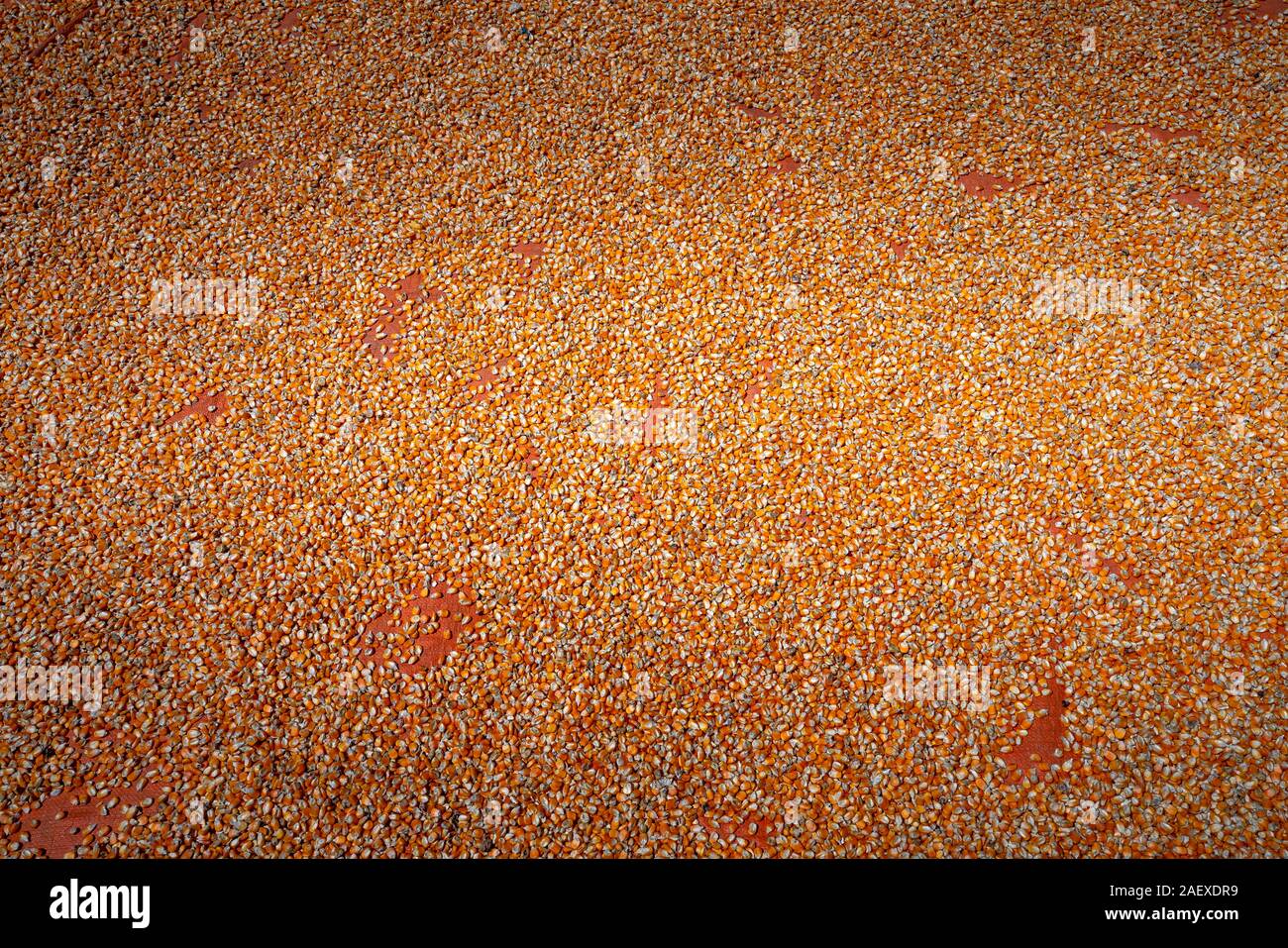 Dried corn kernels or sun-dried corn kernels, Lai Chau province ...