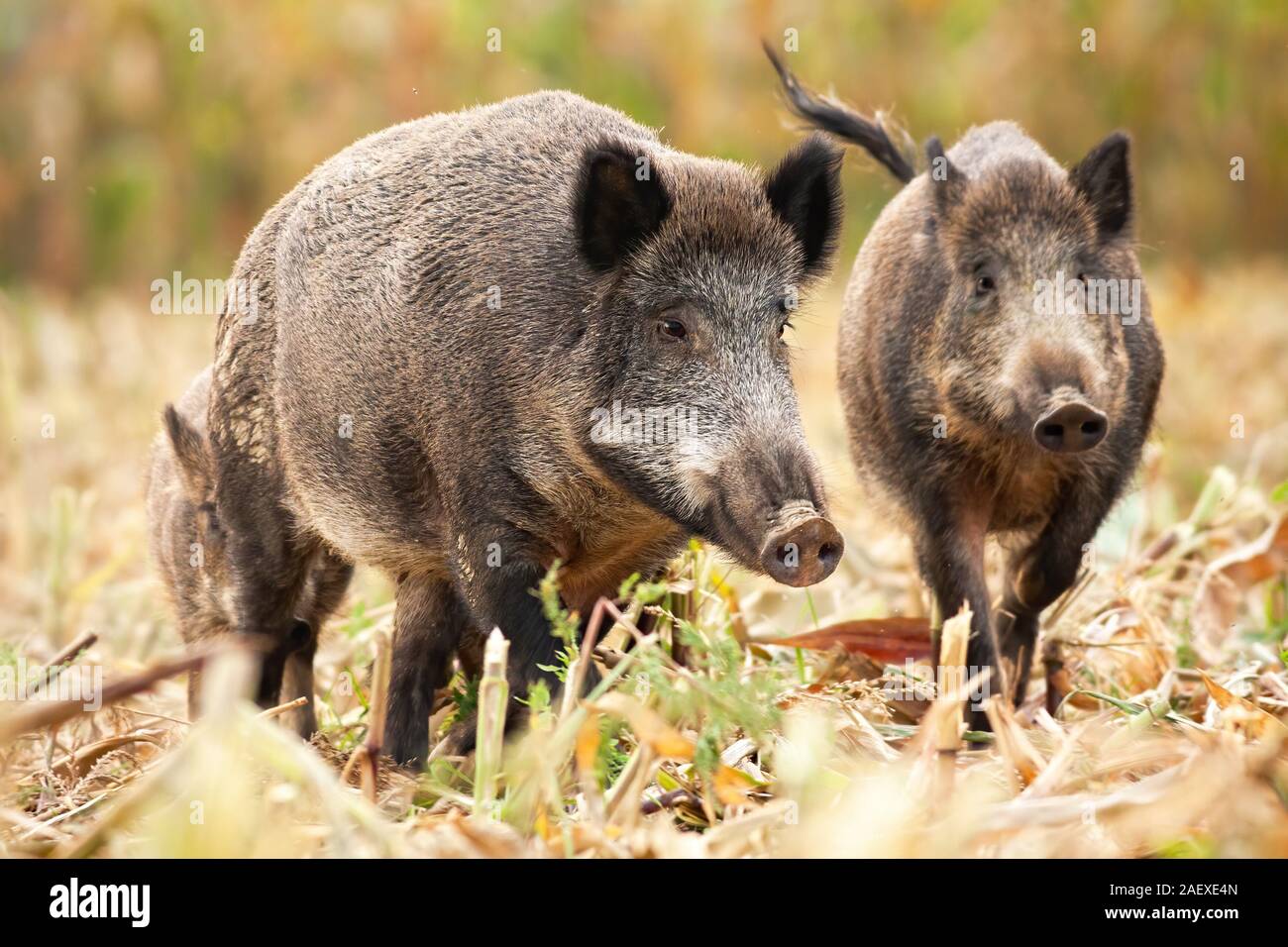 Cute wild boar family grazing on the mown corn field Stock Photo - Alamy