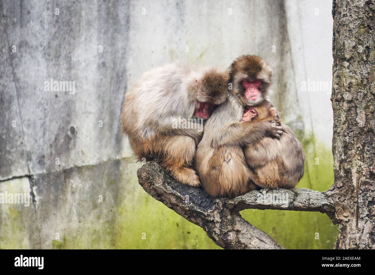 Family of three red-faced Japanese macaques (snow monkey, Macaca fuscata) huddle together at ...