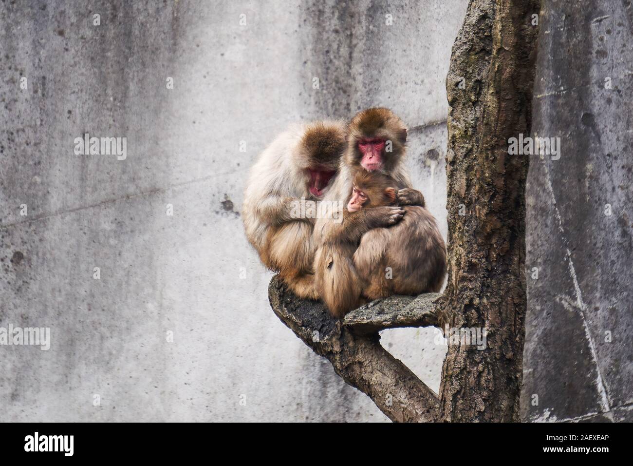 Family of three red-faced Japanese macaques (snow monkey, Macaca ...