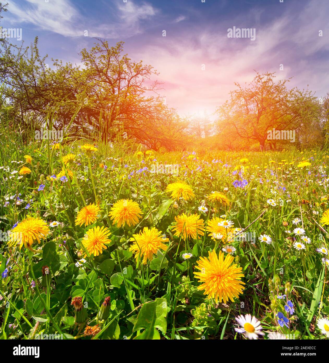 Colorful spring morning in the apples garden Stock Photo - Alamy