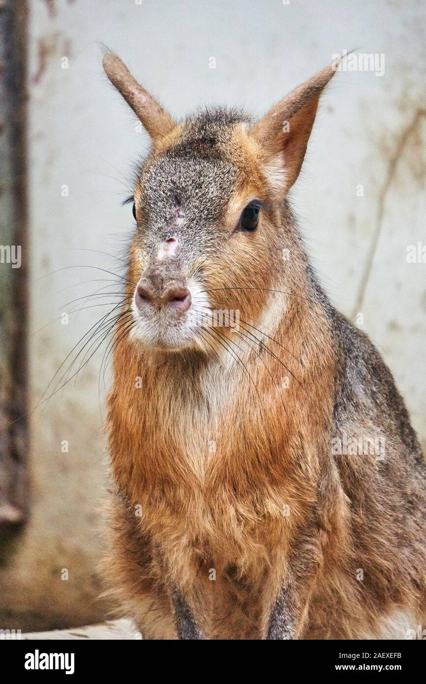 Patagonian Cavy Nose