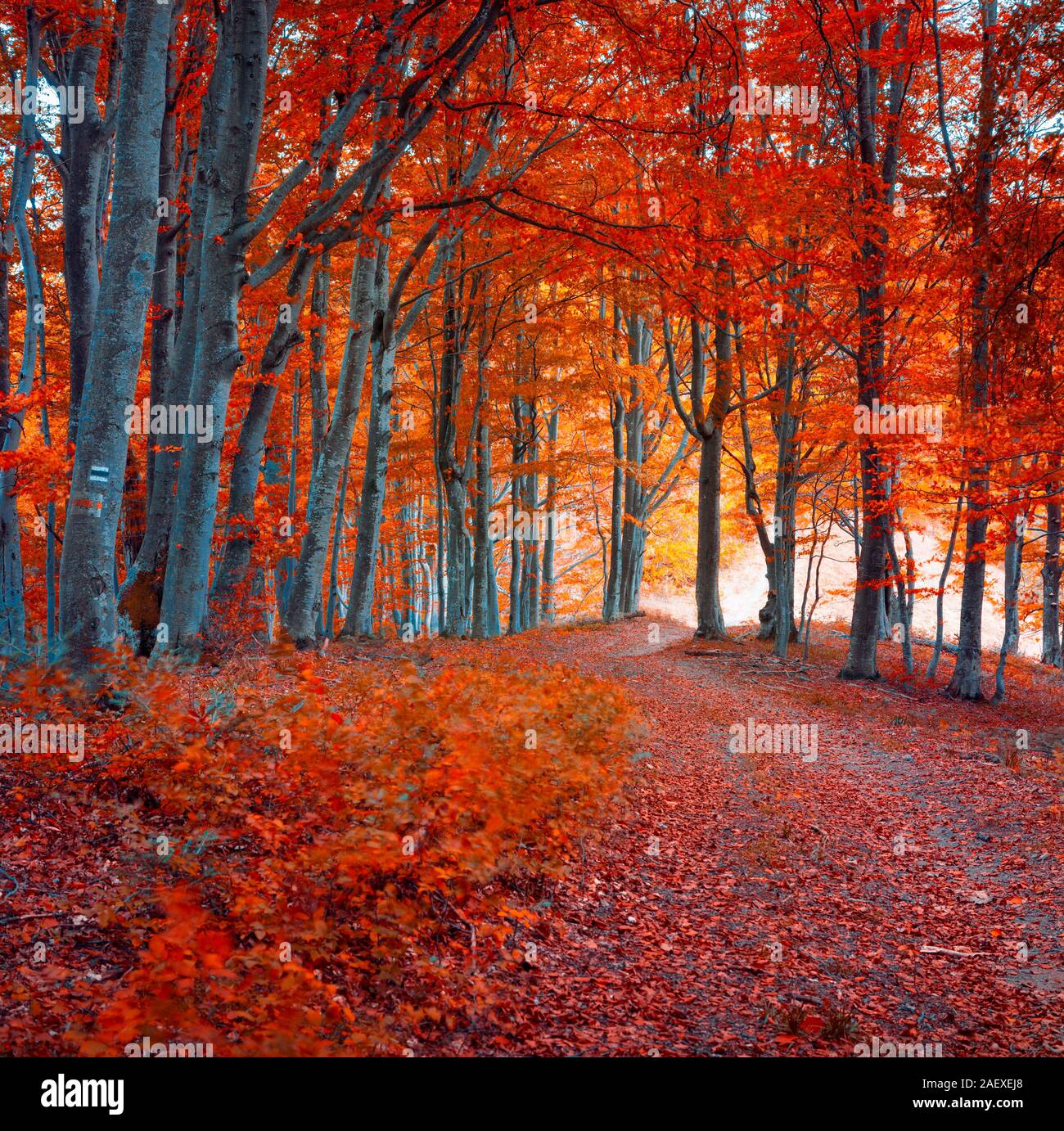 Colorful autumn morning in the dark mountain forest. Infrared toning ...