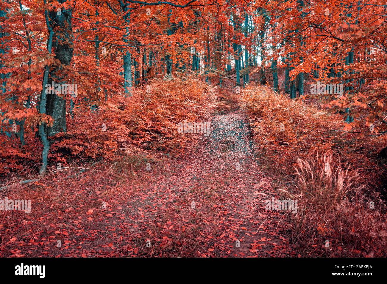 Colorful autumn morning in the dark mountain forest. Infrared toning ...