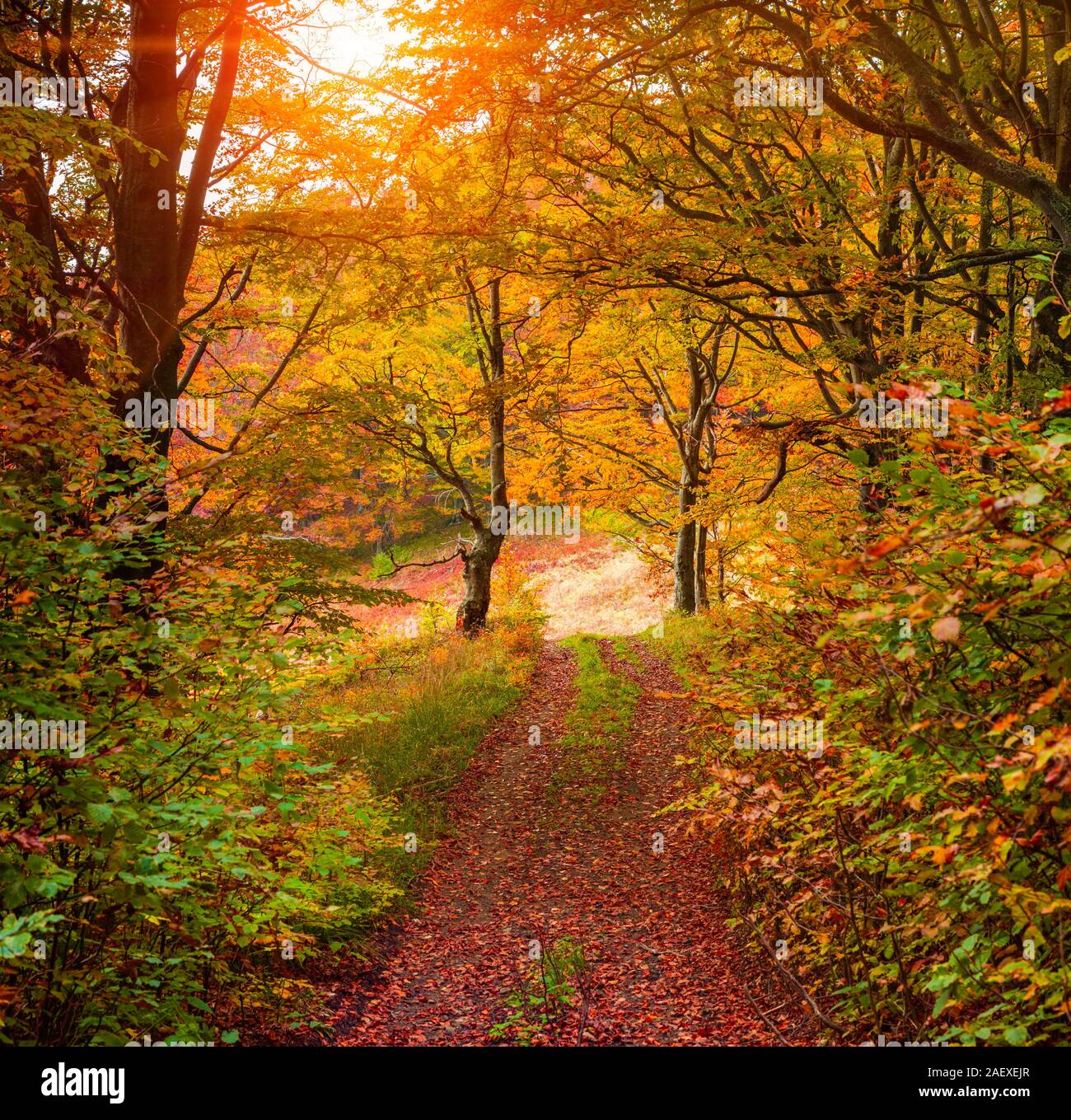Colorful autumn sunrise in the forest with old road Stock Photo - Alamy