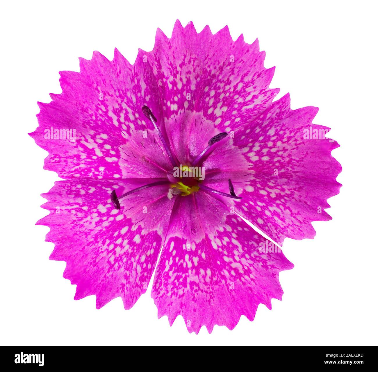 Tiny pink flower hi-res stock photography and images - Alamy