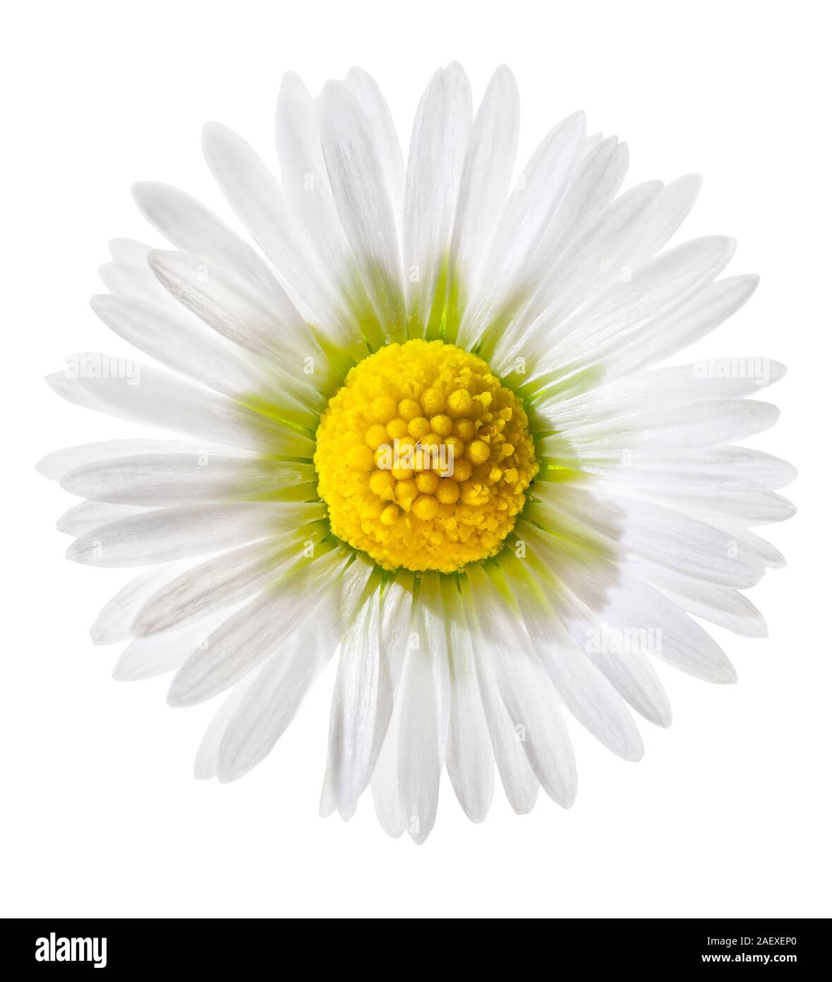 Tiny daisy isolated on white background. Extrim macro Stock Photo - Alamy