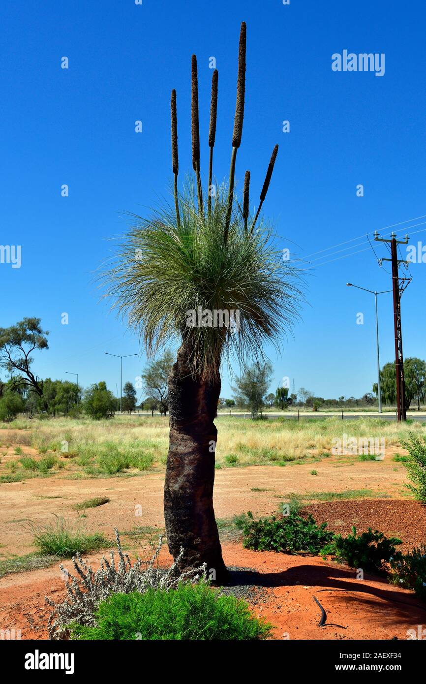 Nt grass hi-res stock photography and images - Alamy