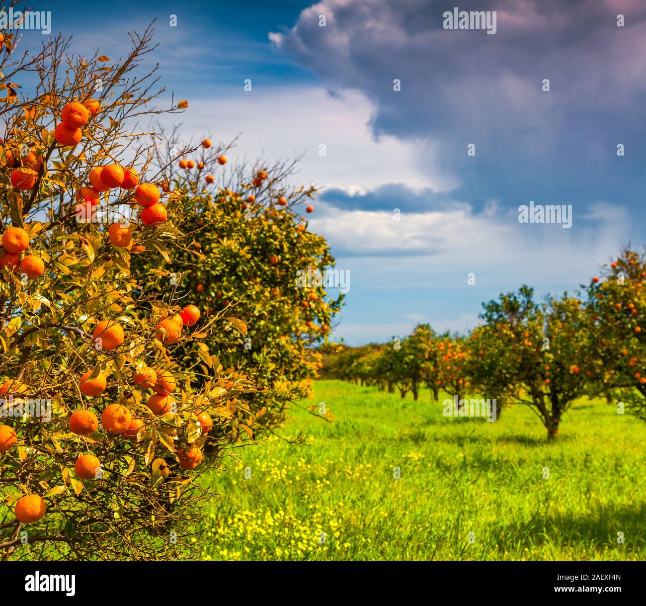 Sunny morning in orange garden in Sicily, Italy, Europe Stock Photo - Alamy