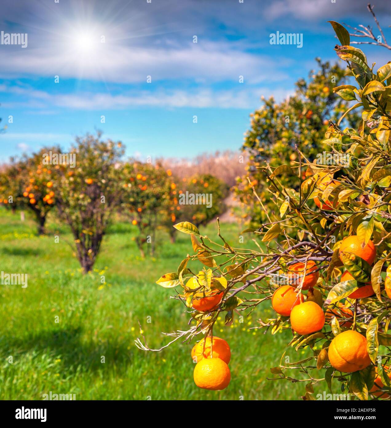 Sunny morning in orange garden in Sicily, Italy, Europe Stock Photo - Alamy