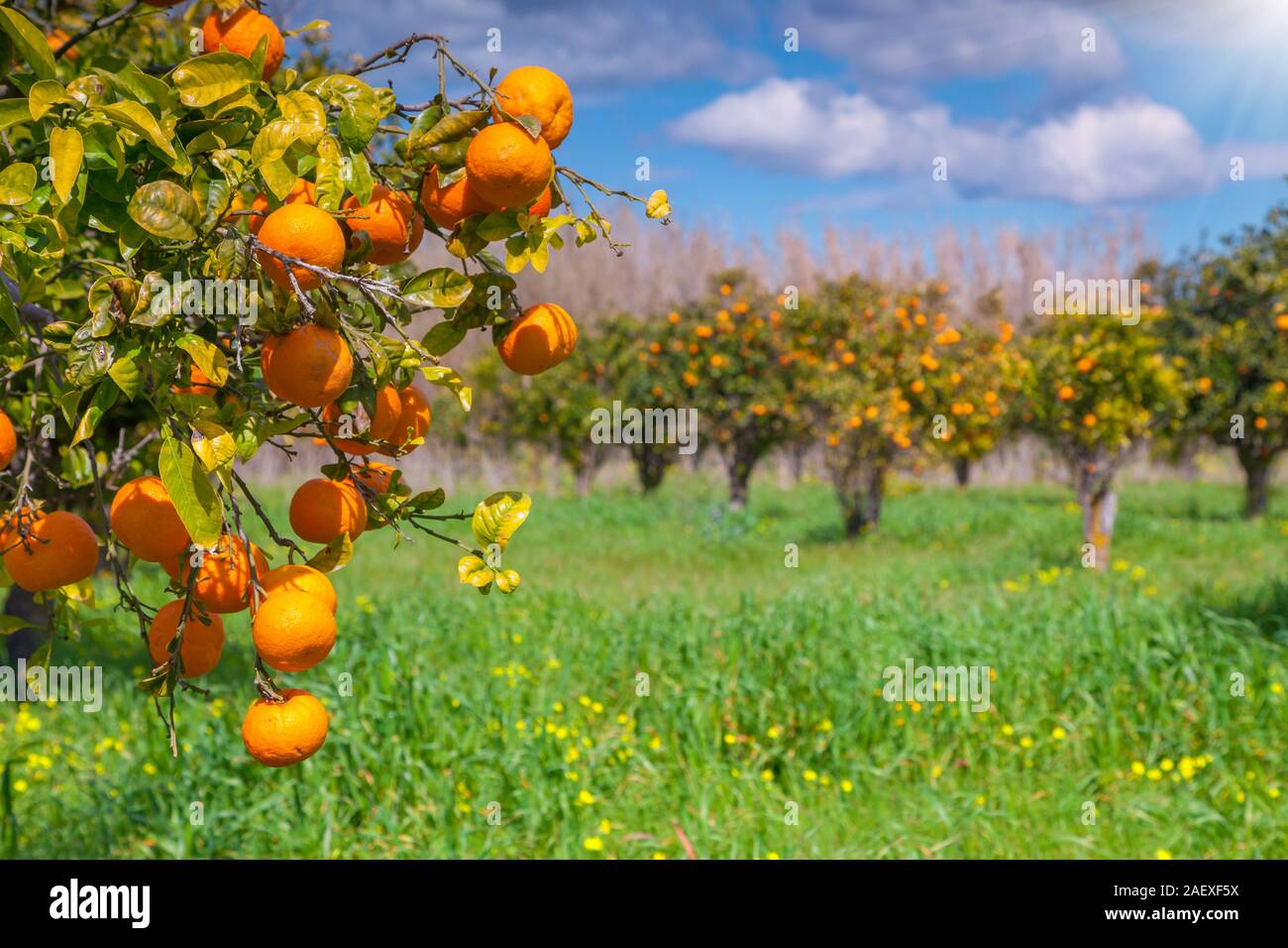 Orange orchard sicily hi-res stock photography and images - Alamy