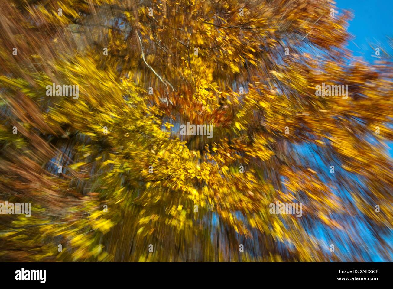 Trees in colour on the move Stock Photo - Alamy