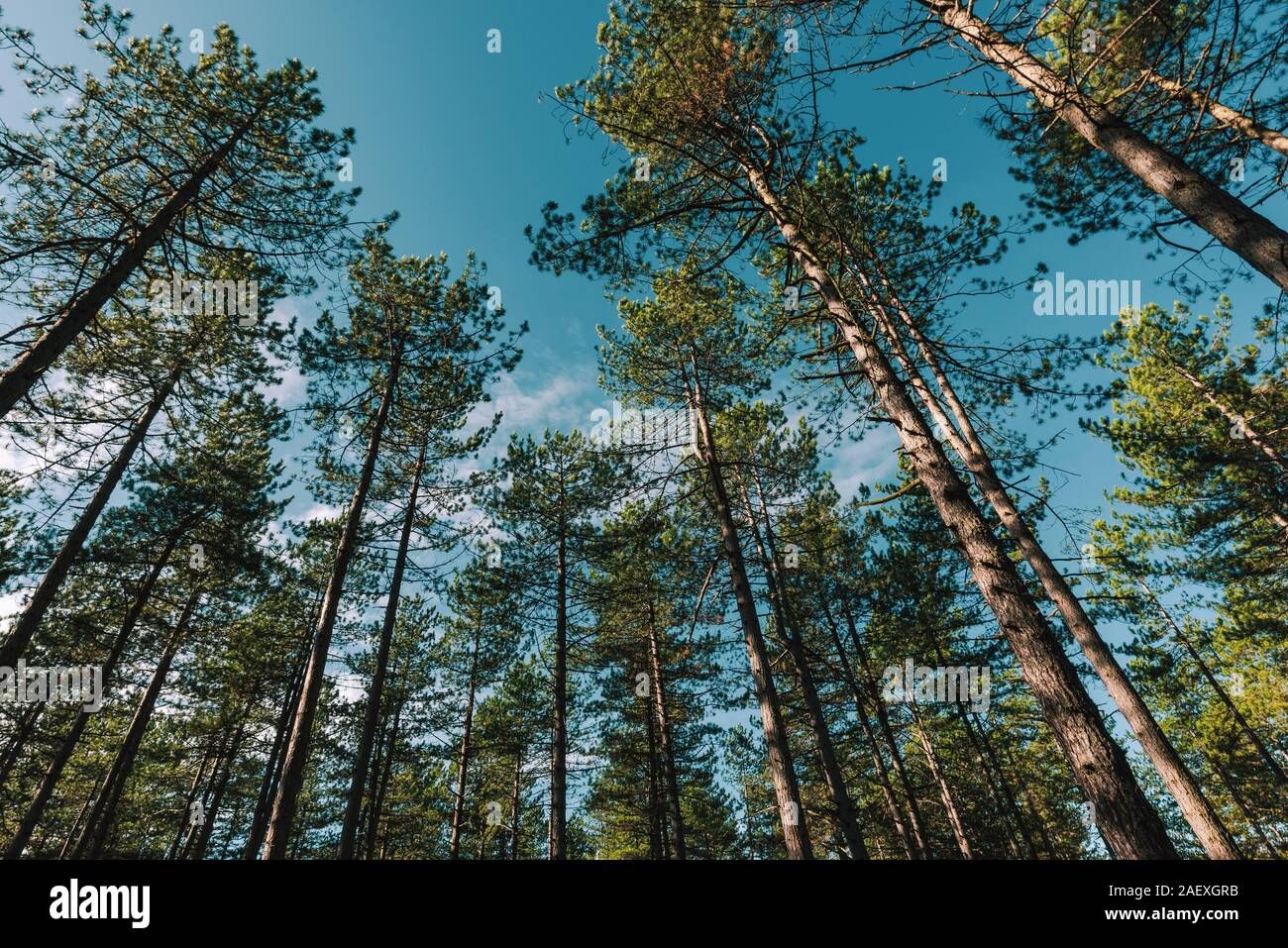 Low angle wide angle hi-res stock photography and images - Alamy