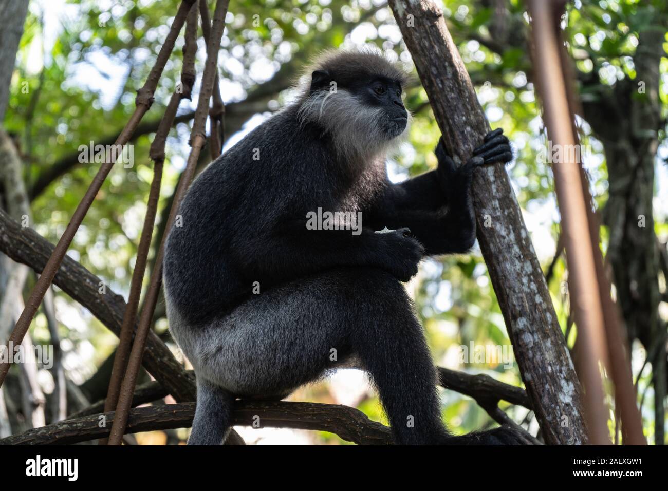 A monkey breed Mantled guereza sits on a branch of a liana Stock Photo ...