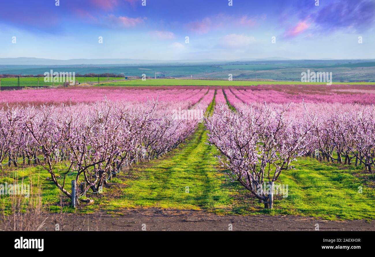 Peach orchards istanbul hi-res stock photography and images - Alamy