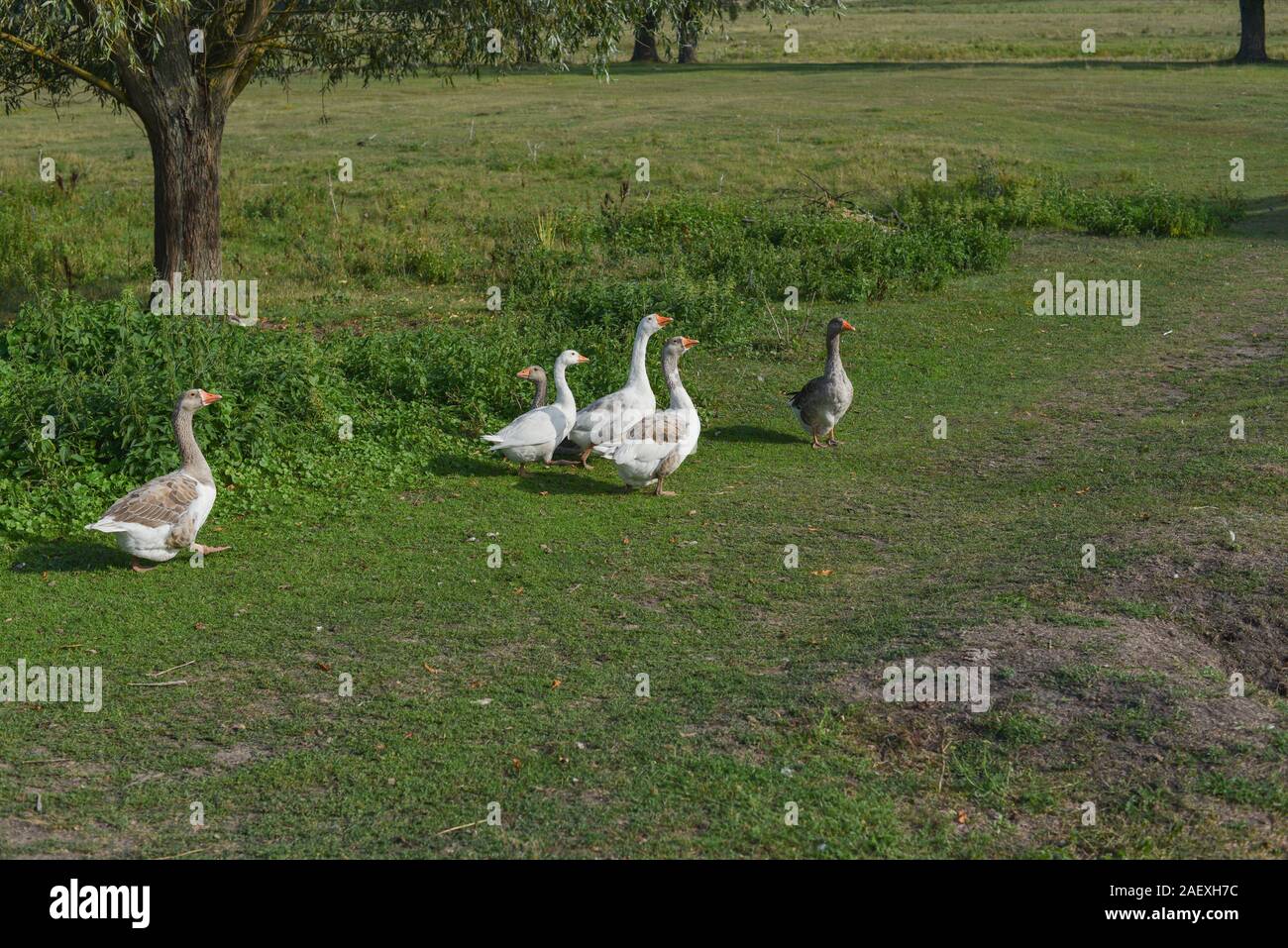 Geese graze on grass in a village or on a ranch. Flock of domestic ...