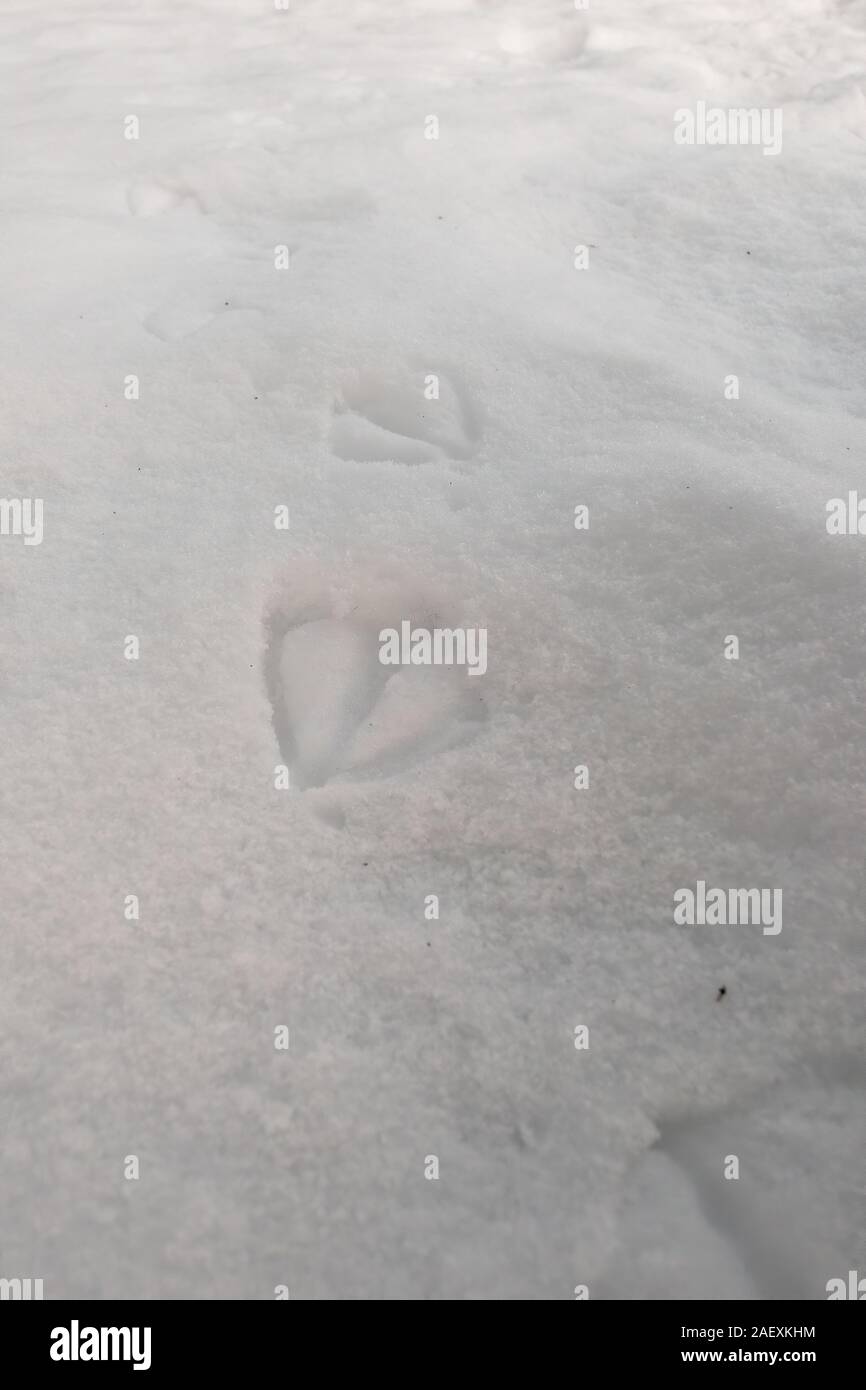 Hare footprints in snow hi-res stock photography and images - Alamy
