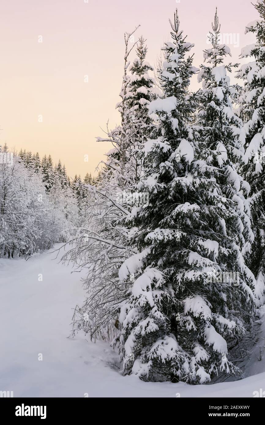 Christmas trees covered with snow after snowfall Stock Photo - Alamy