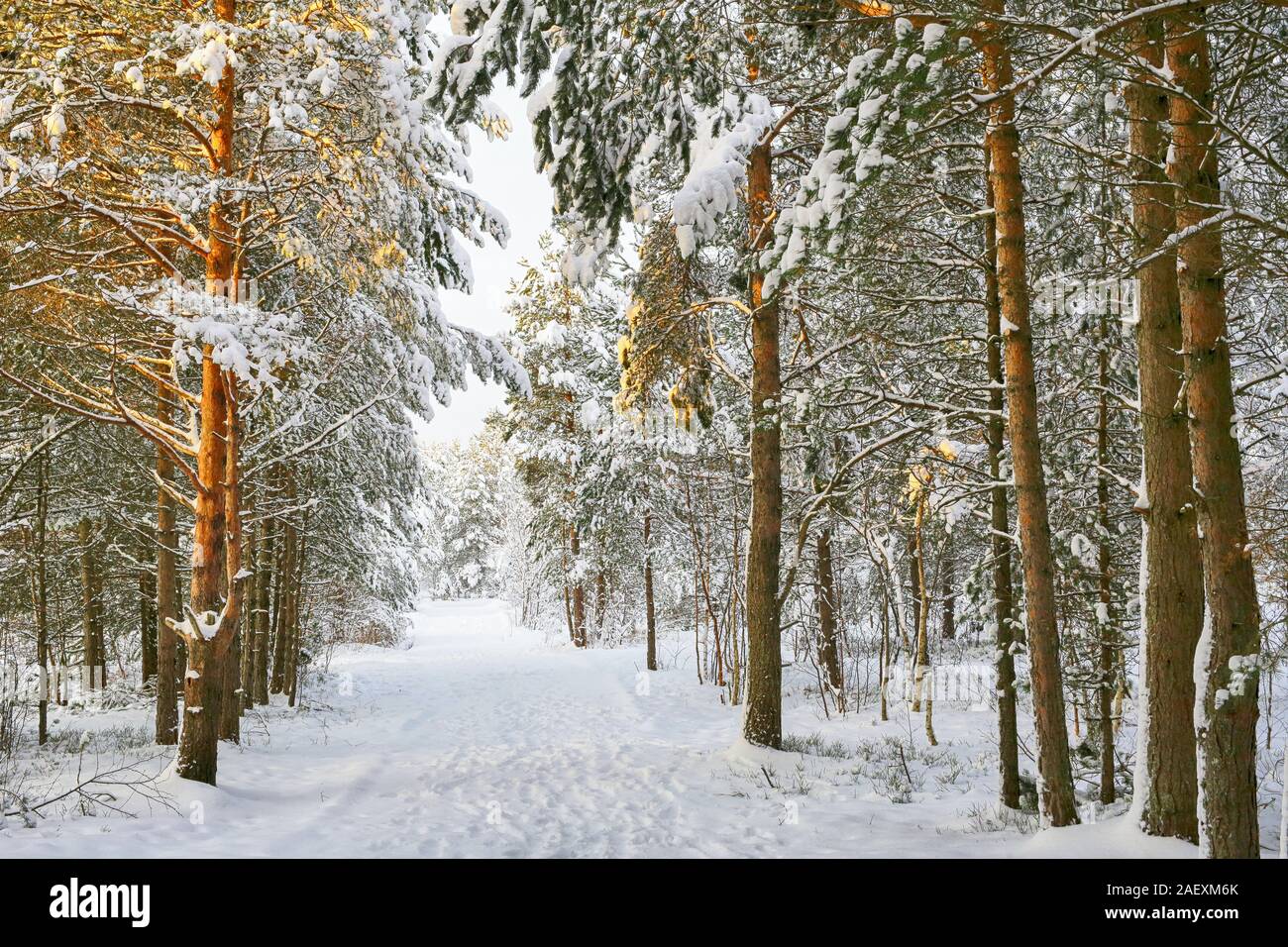 Path in the snowy forest with pine trees covered with snow after ...