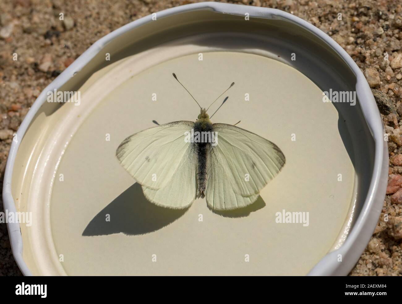 Male Cabbage White Butterfly High Resolution Stock Photography and ...