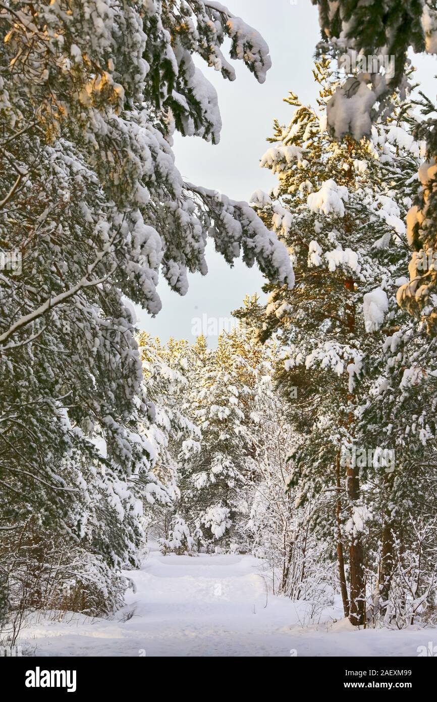 Path in the snowy forest with pine trees covered with snow after ...