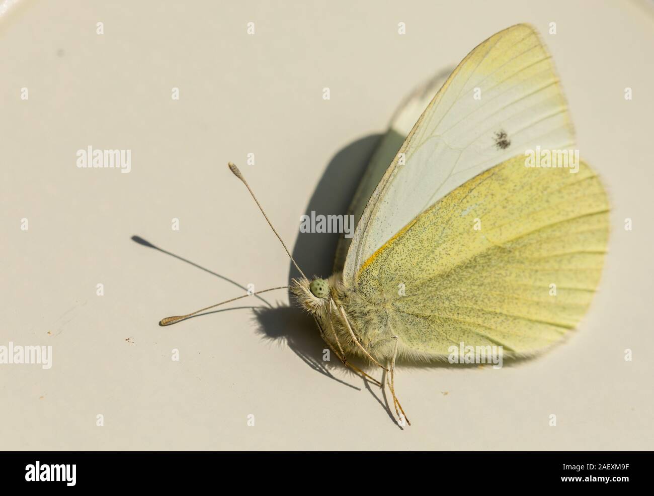 Insect view hi-res stock photography and images - Alamy
