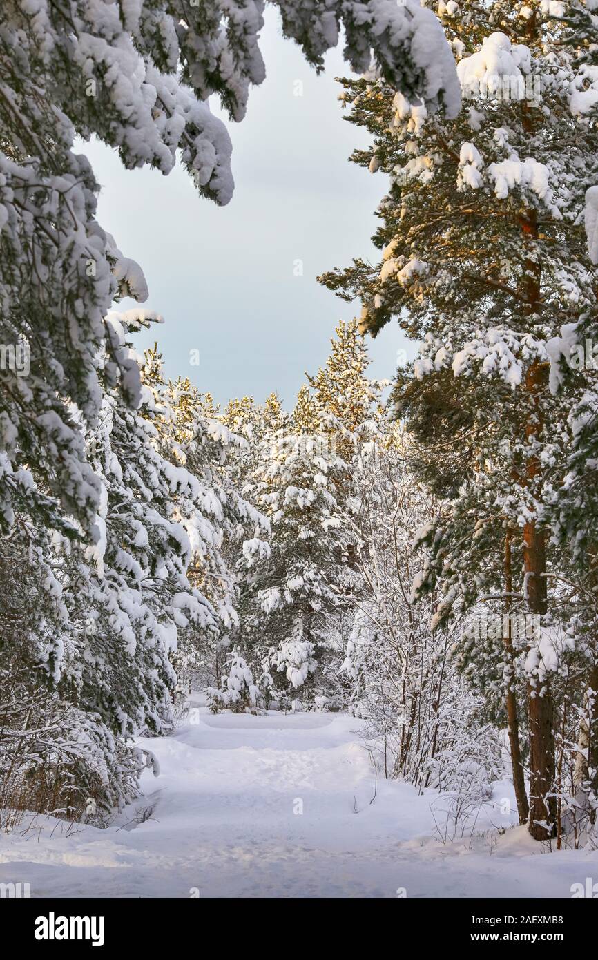 Path in the snowy forest with pine trees covered with snow after ...