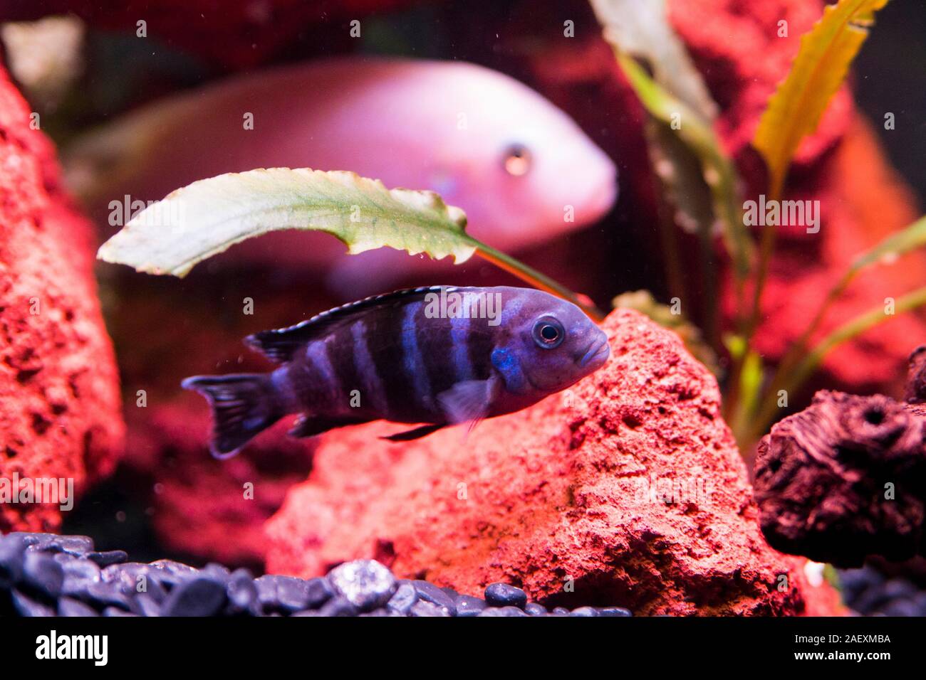 Demasoni Cichlid Size