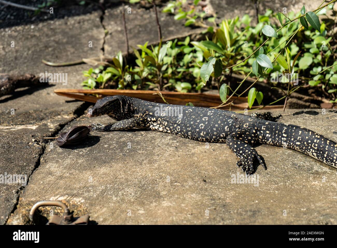 Monitor lizard size hi-res stock photography and images - Alamy