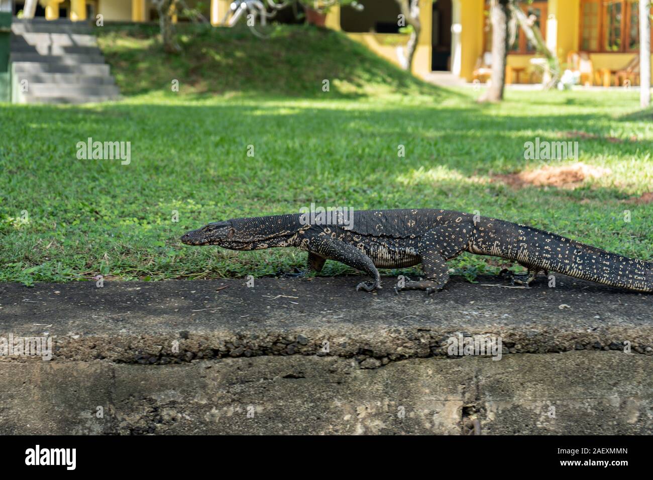 Big lizard walks in the garden in summer Stock Photo - Alamy