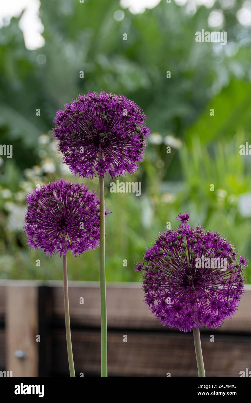 Beautiful purple Giant onion, Allium giganteum with a green background ...