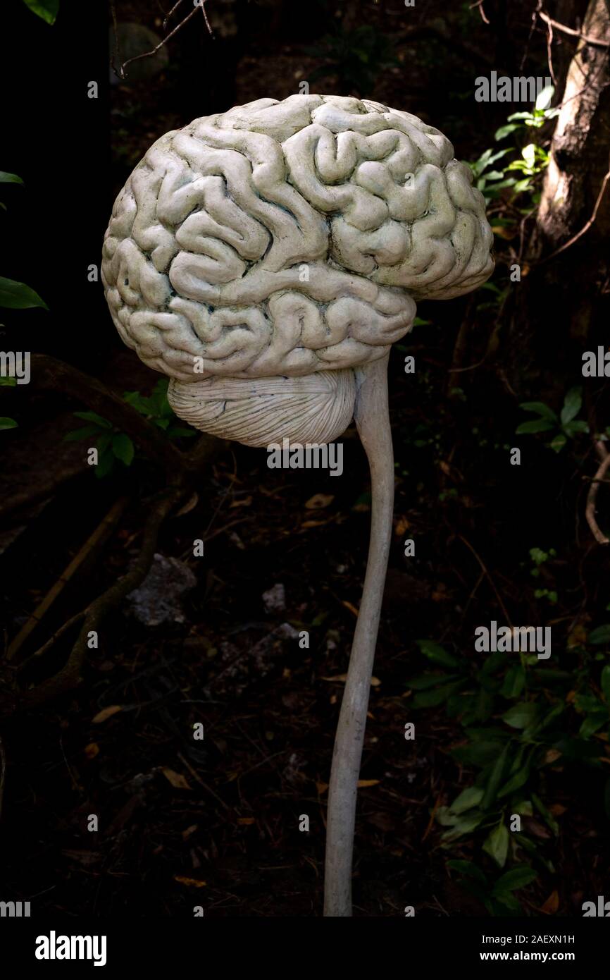 white carving of a human brain Stock Photo - Alamy