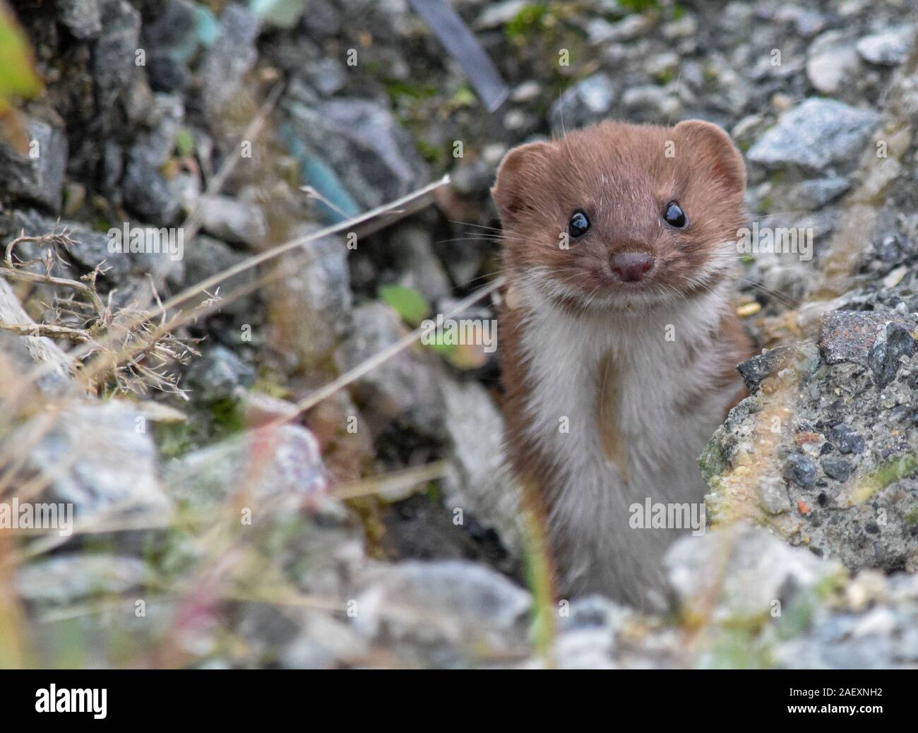 Weasel hole hi-res stock photography and images - Alamy