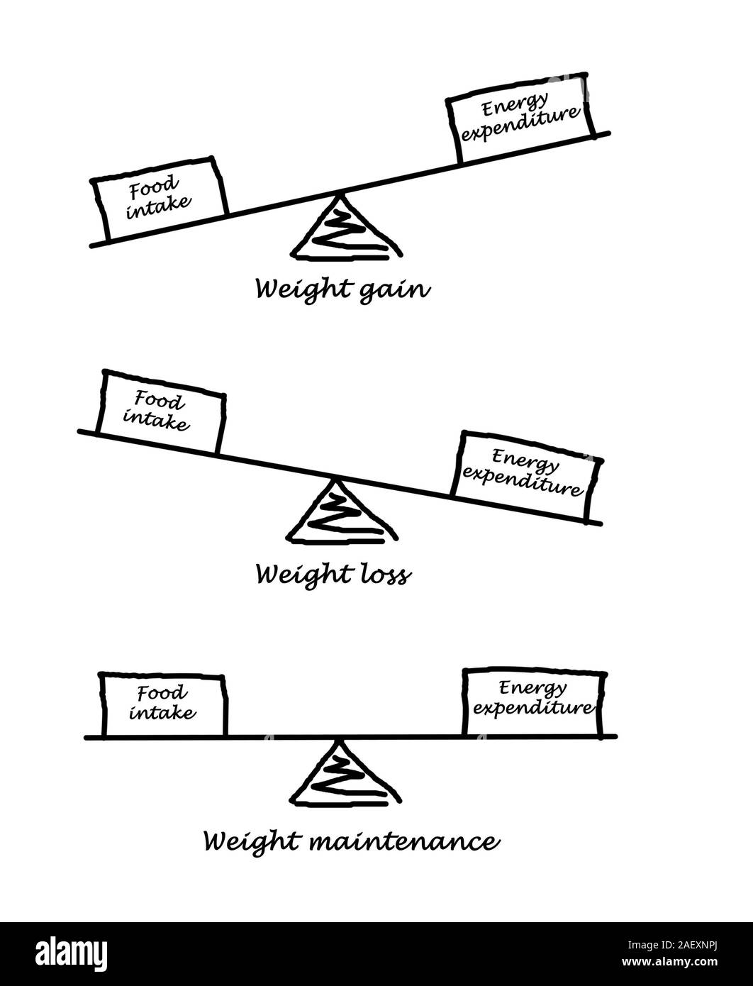 Balance between Energy intake and Energy expenditure Stock Photo - Alamy